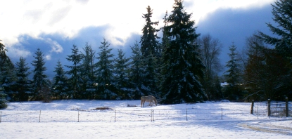 Sequim Weather and Snow – iRealty Virtual Brokers