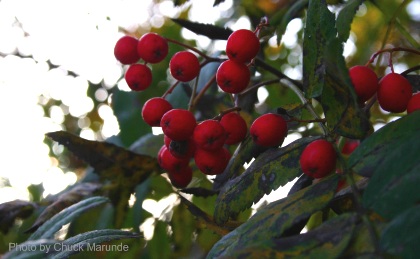 Sequim Fall Season is Beautiful – iRealty Virtual Brokers