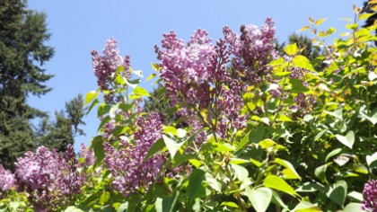 Sequim Weather and The Blue Hole – iRealty Virtual Brokers